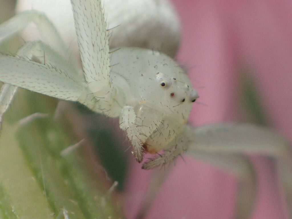 Insects – Tri River Area Extension